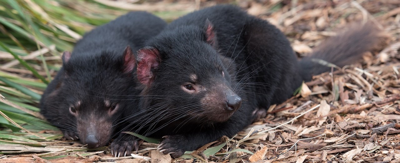 Transmissible cancer and longitudinal telomere dynamics in Tasmanian ...